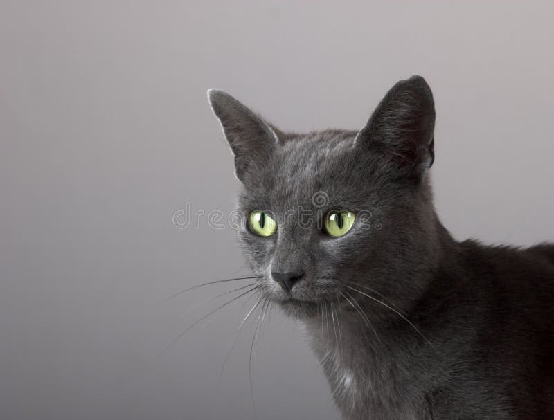 Grey Kitten stock photo. Image of shot, posing, whiskers - 3248310