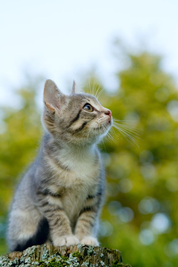 Grey kitten stock photo. Image of child, gray, feline - 17090108