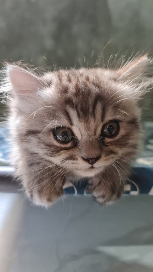 Kitten Anabul Stock Photos - Free & Royalty-Free Stock Photos from ...