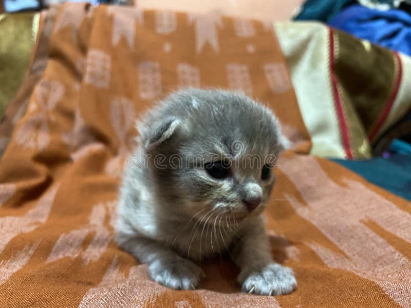 Turkish Van Half Stock Photos - Free & Royalty-Free Stock Photos from ...