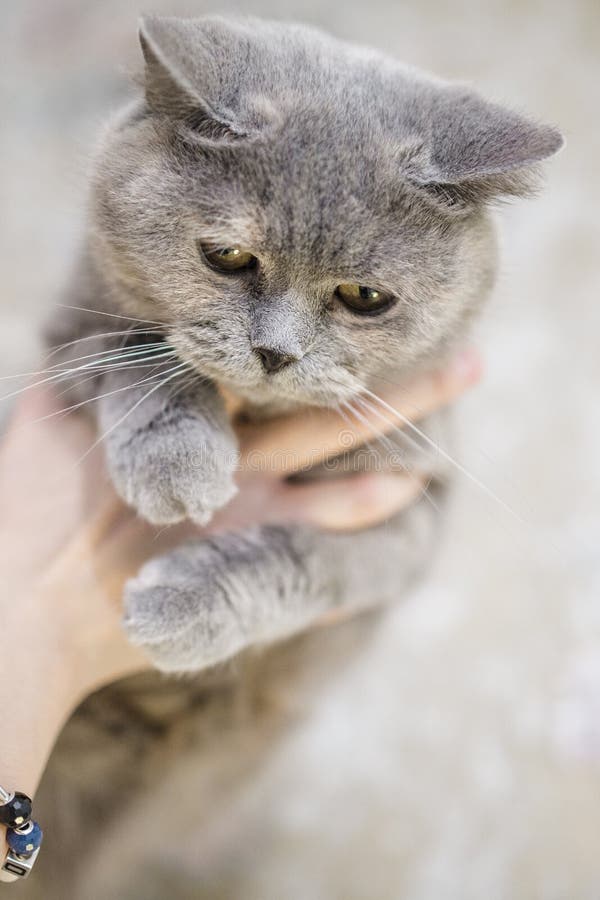 A Grey Kitten of the British Breed in the Hands Stock Photo - Image of ...