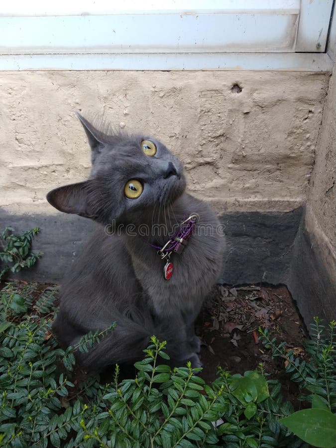 Grey Kitten cute stock image. Image of whiskers, bird - 190989809