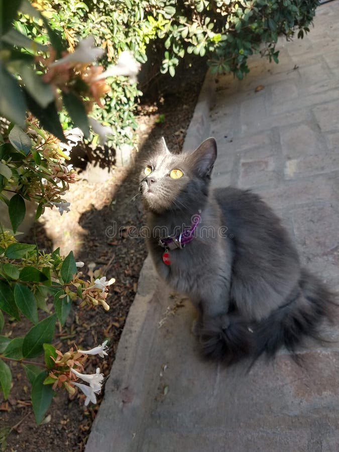 Grey Kitten cute stock image. Image of wildlife, mammal - 190989819