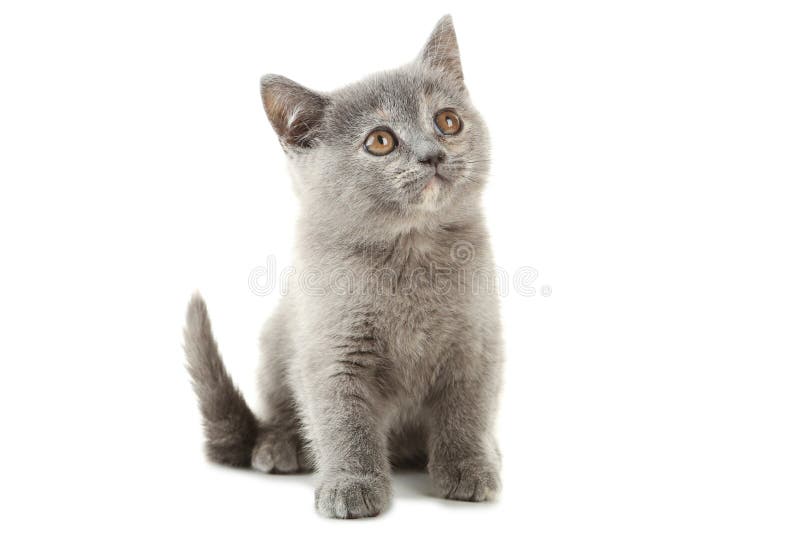 Grey kitten stock image. Image of playful, mammal, cute - 93055003
