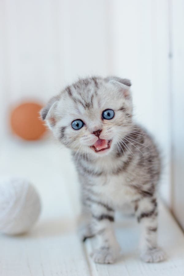 Grey kitten meow stock image. Image of funny, string - 95130847