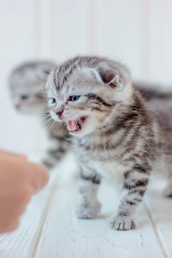 Grey kitten meow stock image. Image of mouth, grey, newborn - 95971051