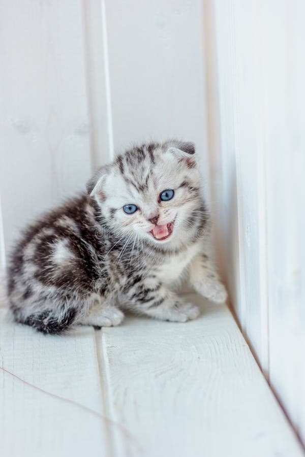 Grey kitten meow stock photo. Image of mouth, cute, playful - 96766470