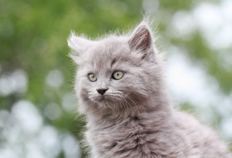 Grey kitten stock photo. Image of nature, animal, spring - 31384914