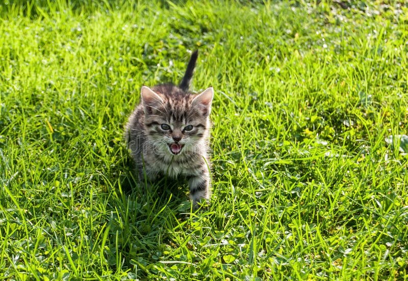 936 Kitten Running Grass Stock Photos - Free & Royalty-Free Stock ...
