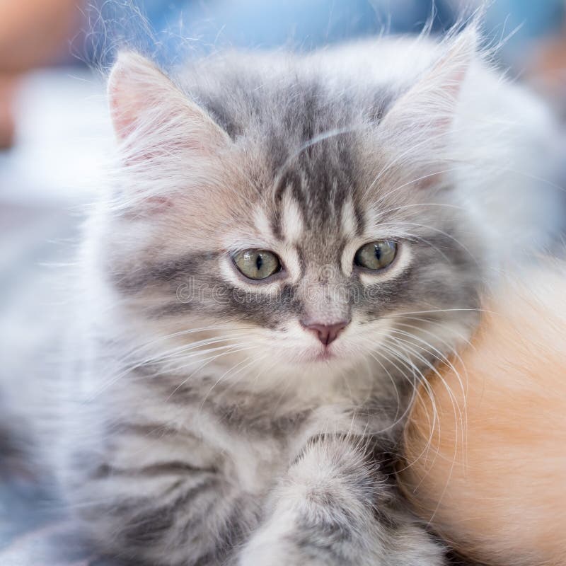 Grey kitten stock image. Image of baby, small, lovable - 66729711
