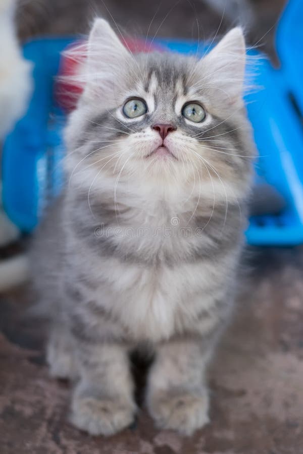 Grey kitten stock image. Image of vertical, studio, view - 66729723