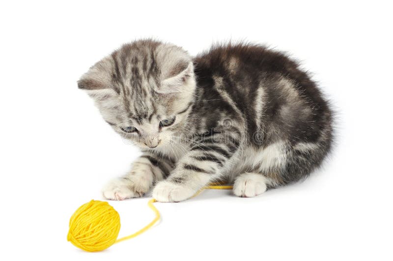 Kitten playing stock photo. Image of cute, inquisitive - 26631736