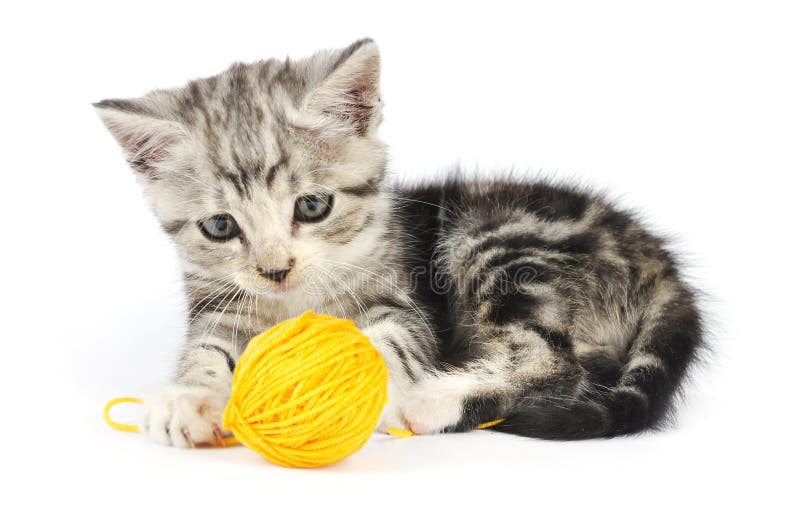 Kitten playing stock photo. Image of cute, inquisitive - 26631736