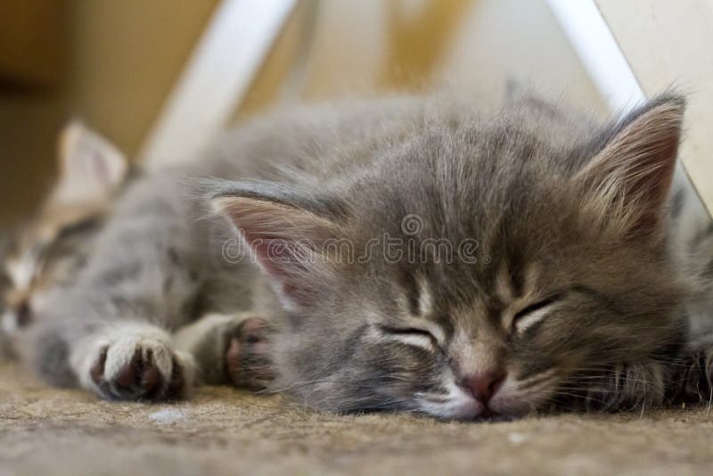 Grey kitten stock image. Image of nice, furball, little - 72913977