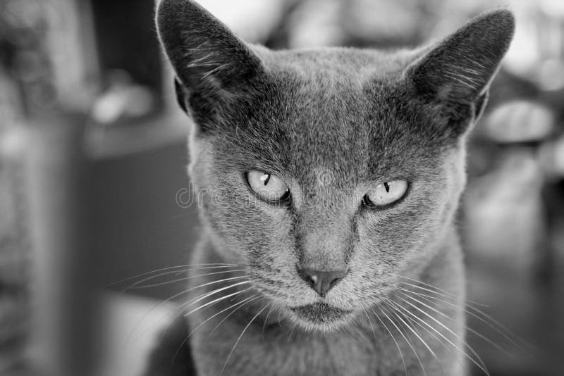 Grey kitty stock image. Image of face, close, wiskers - 4109413