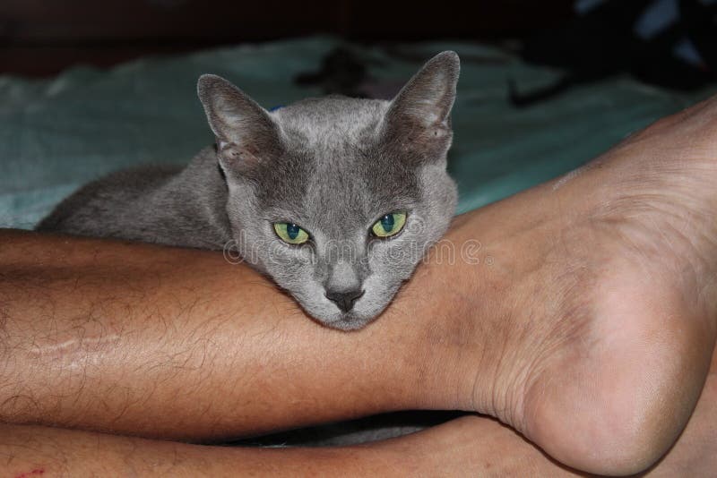 Grey Korat Cat with Green Eyes Stock Image - Image of furry, ears: 36594063
