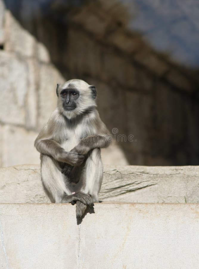 Grey Langur Monkey stock image. Image of face, paws, black - 3615599