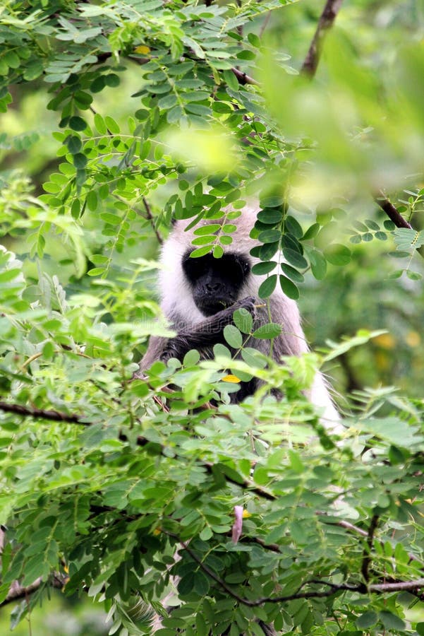 Grey Langur Monkey stock photo. Image of grey, face, monkey - 58495766