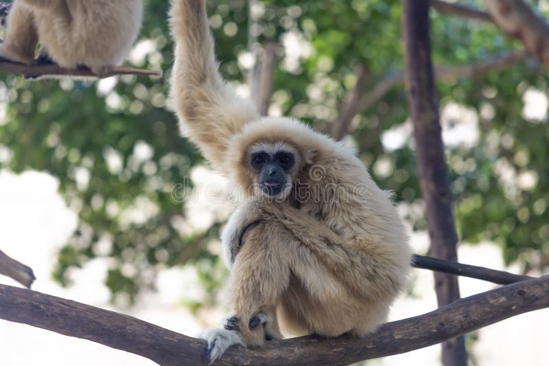 Beautiful Grey Langur Monkey on a Branch Looking at the Camera Stock ...