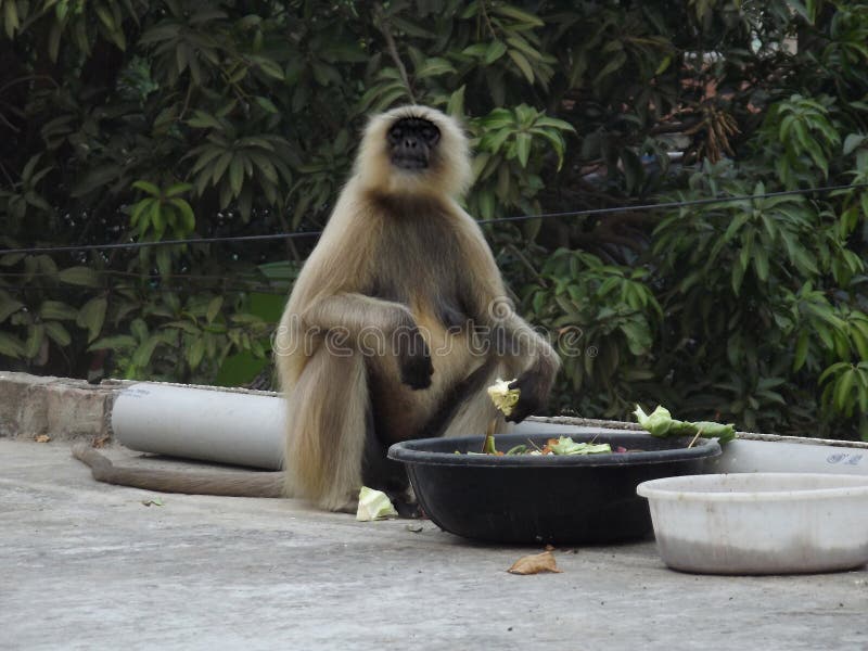 Grey Langur Monkey Eating Vegetables Stock Photo - Image of eating ...