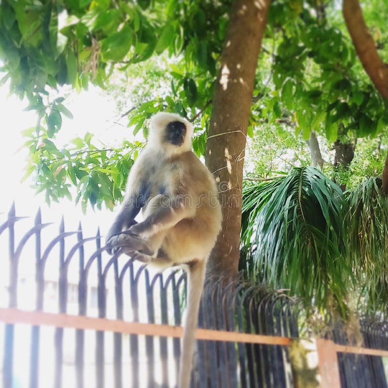 Grey Langur Monkey on Fence in Rishikesh Stock Photo - Image of coat ...