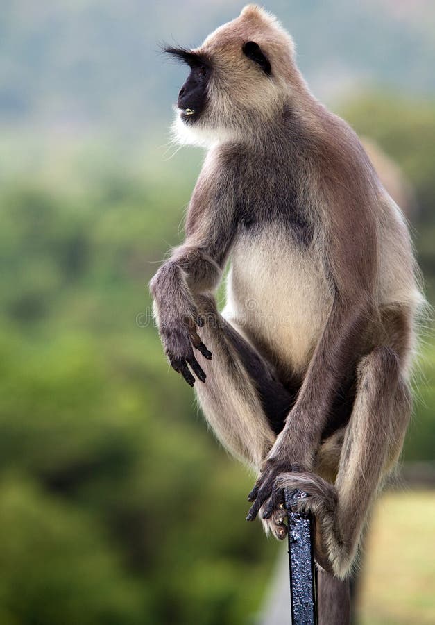 Grey Langur monkey stock image. Image of sitting, looking - 32905789