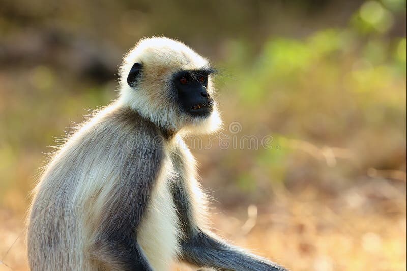Grey Langurs, Also Called Hanuman Langurs and Hanuman Monkeys ...