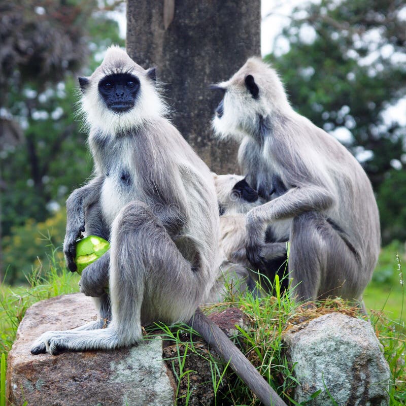 Grey langurs monkeys stock photo. Image of indian, national - 122413232