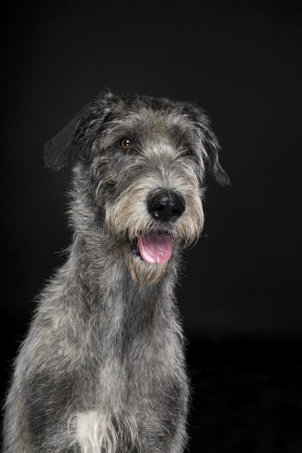 Grey Large Irish Wolfhound Dog Sitting Looking At Camera Black ...