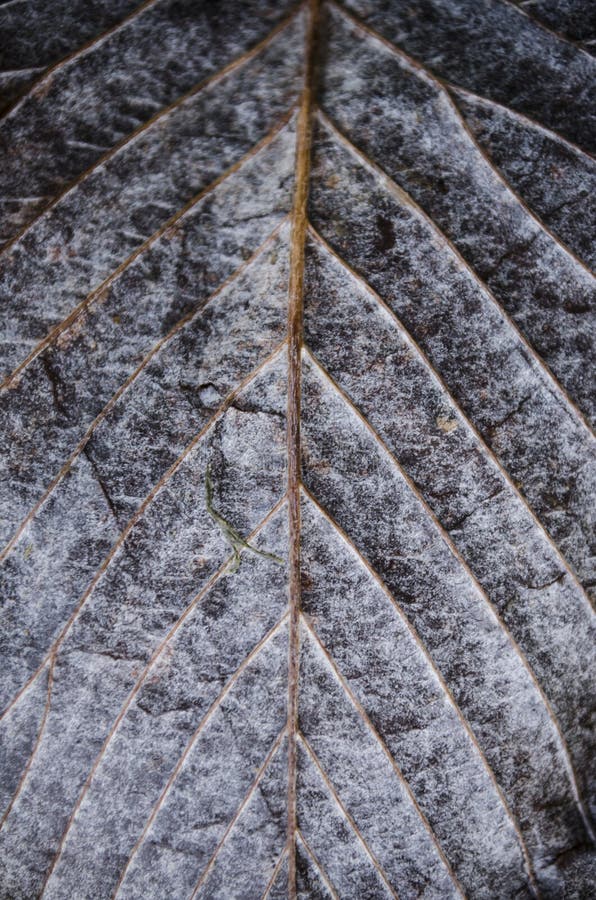 Grey leaf stock photo. Image of objects, impression, abstract - 35204966