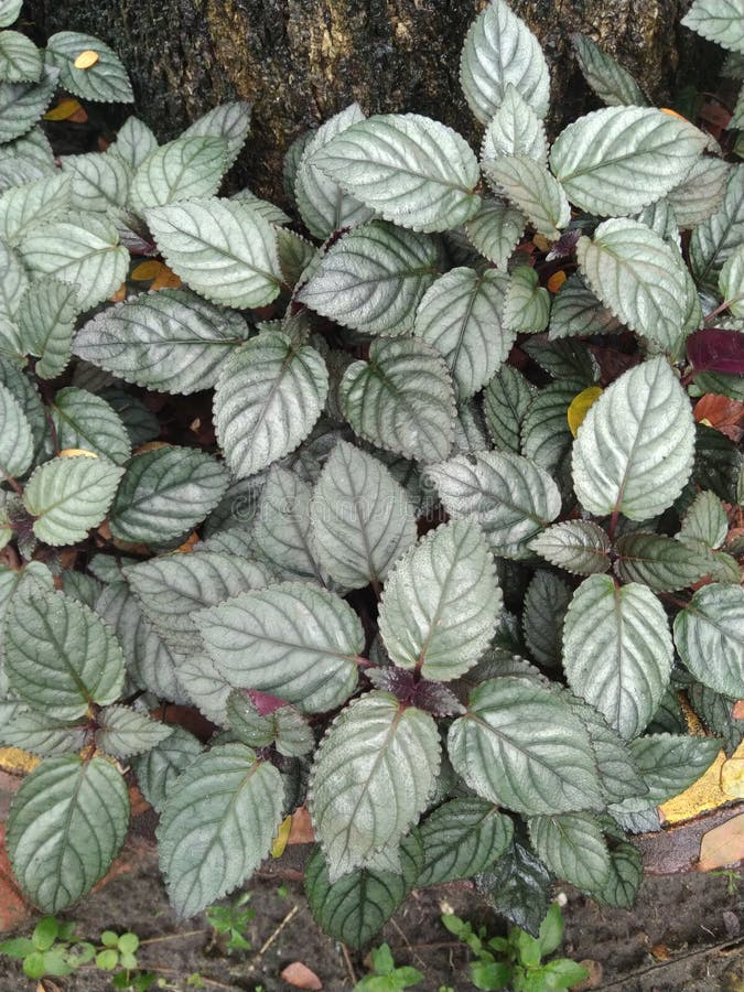 Grey leaf shot from above stock photo. Image of garden - 208465952