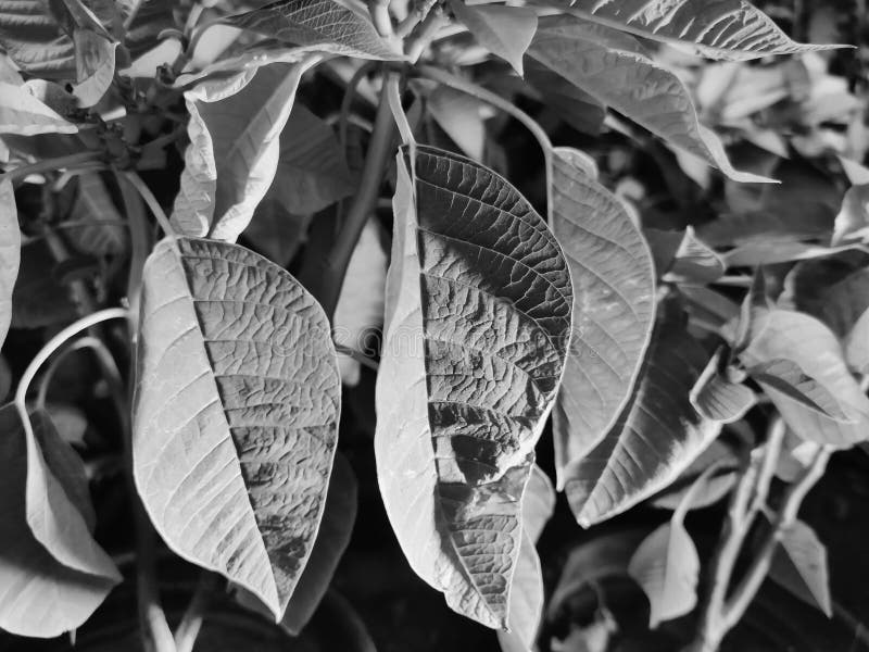 Grey Leaves Nature Background Stock Photo - Image of close, petal ...