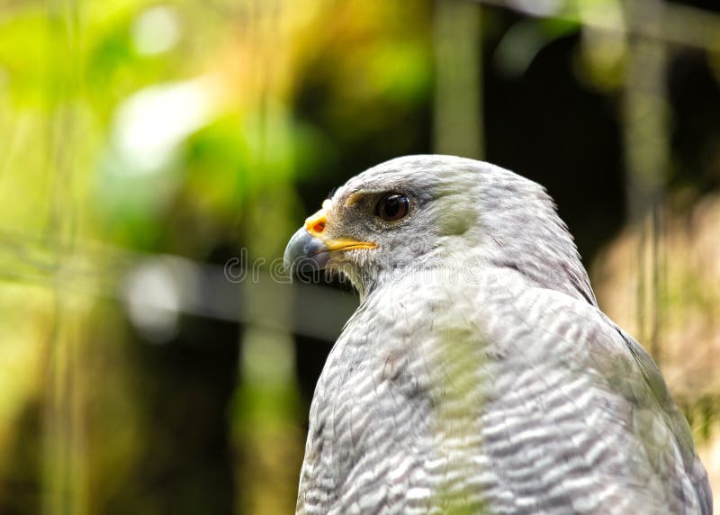 Grey-lined Hawk (Buteo Nitidus) in Central and South America Stock ...