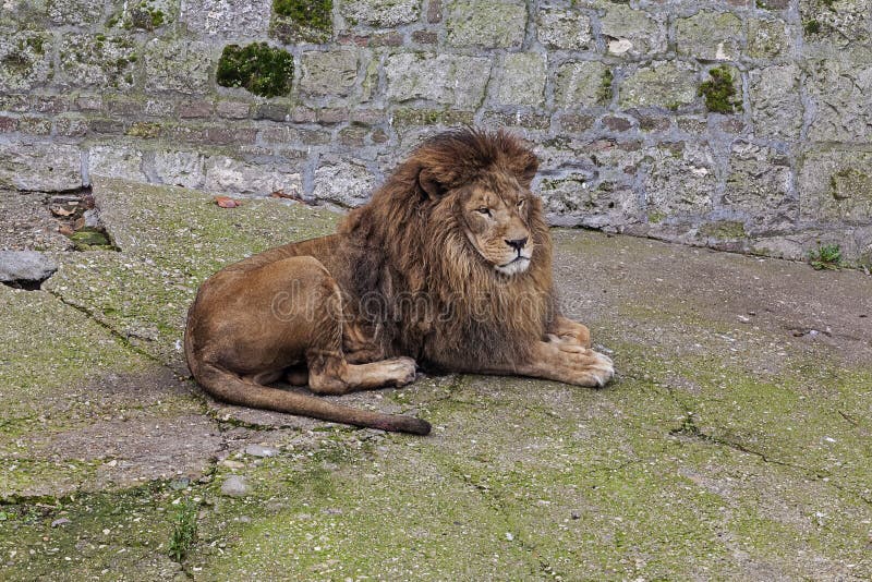 Grey lion stock image. Image of lion, wildlife, belgrade - 43830683