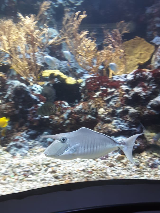 Grey litte fish stock image. Image of like, fish, grey - 80610285