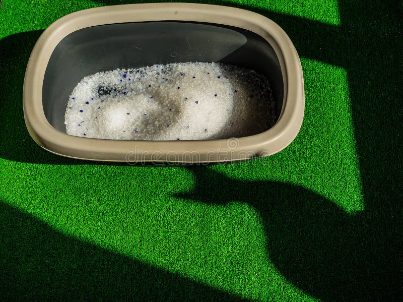 Litter Box with Sand on Bathroom Floor Stock Photo - Image of kitten ...