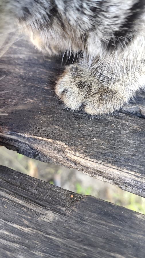 A Grey Little Cat Paw so Beautiful Stock Photo - Image of little, grey ...