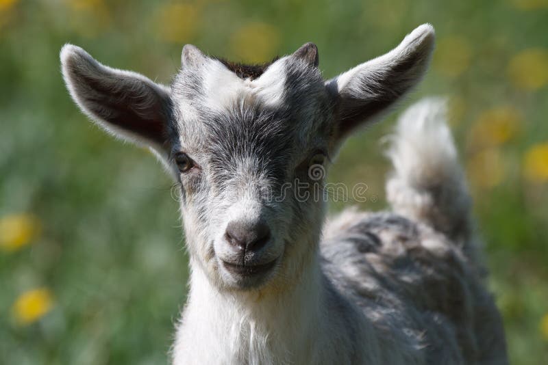 Grey little goat kid stock photo. Image of field, closeup - 30990794