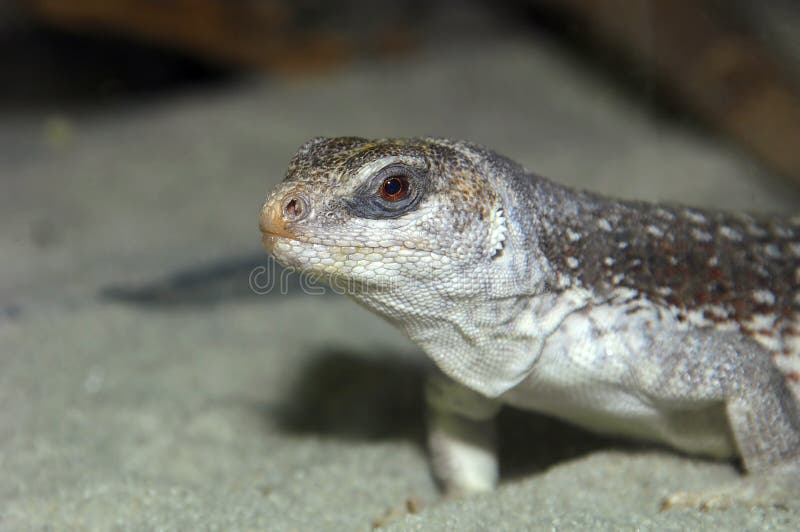 Grey Lizard stock photo. Image of outdoors, desert, captive - 172788