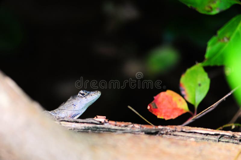 Grey Lizard stock photo. Image of cold, lizards, colours - 21384502