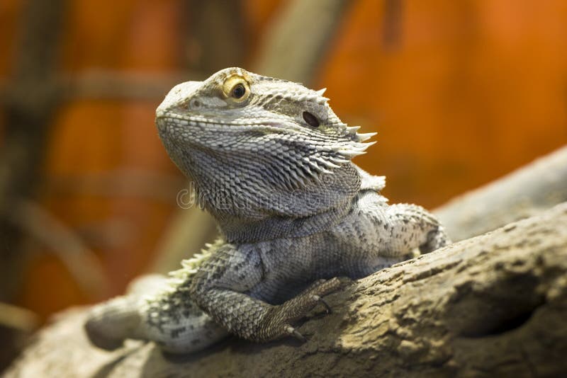 Grey Lizard stock photo. Image of head, branch, predator - 27286118