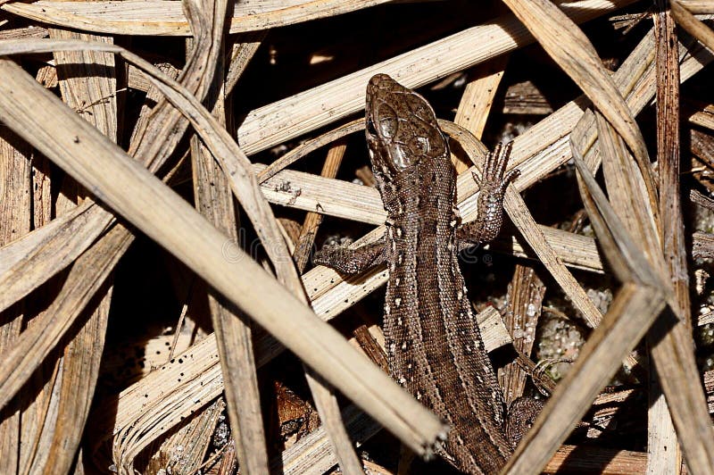 Grey Lizard in the Dry Grass Stock Image - Image of plants, macro: 86756079