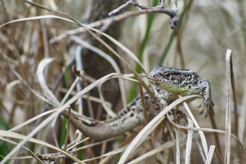 Grey lizard of dry grass. stock image. Image of close - 92235267