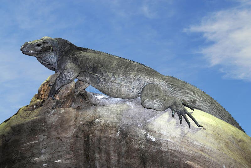 Grey lizard stock photo. Image of branch, wildlife, fauna - 197497868