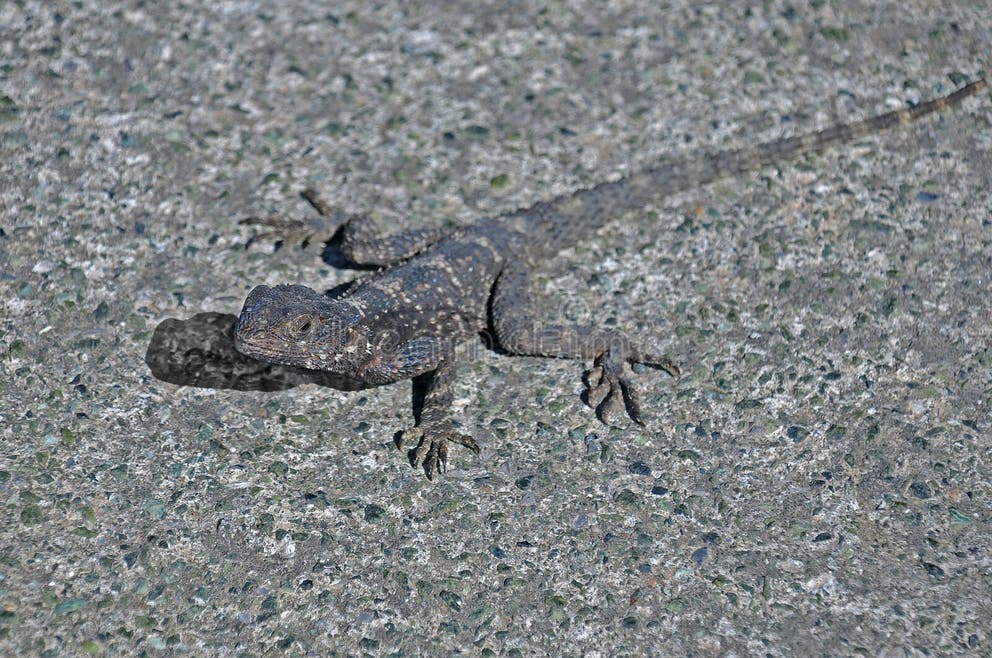 Grey Lizard stock photo. Image of creature, outdoor - 213332072