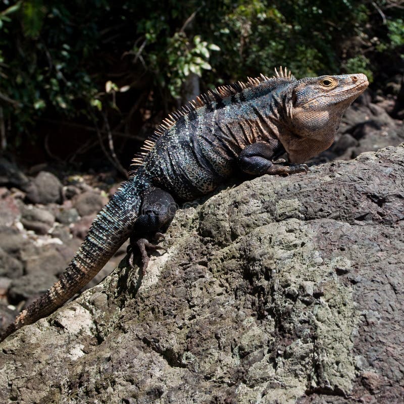 Grey Lizard Sitting on a Stone Stock Photo - Image of lizard, america ...