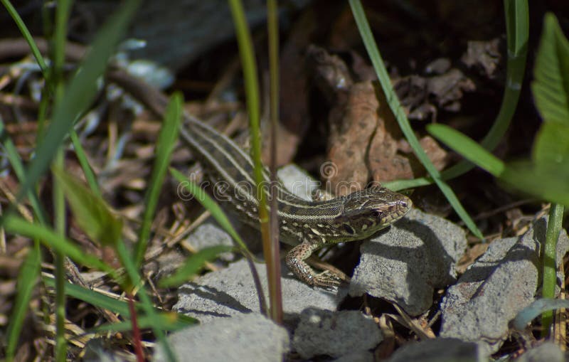 Grey Lizard in the Spring Sunshine. Stock Photo - Image of branch ...