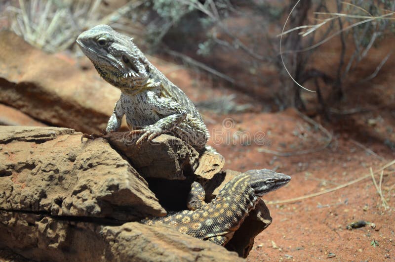 Grey lizards on stones stock image. Image of lying, background - 127732833