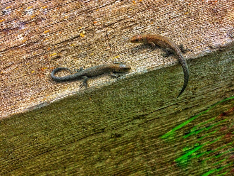 Grey lizards stock image. Image of animals, lizards - 123945355