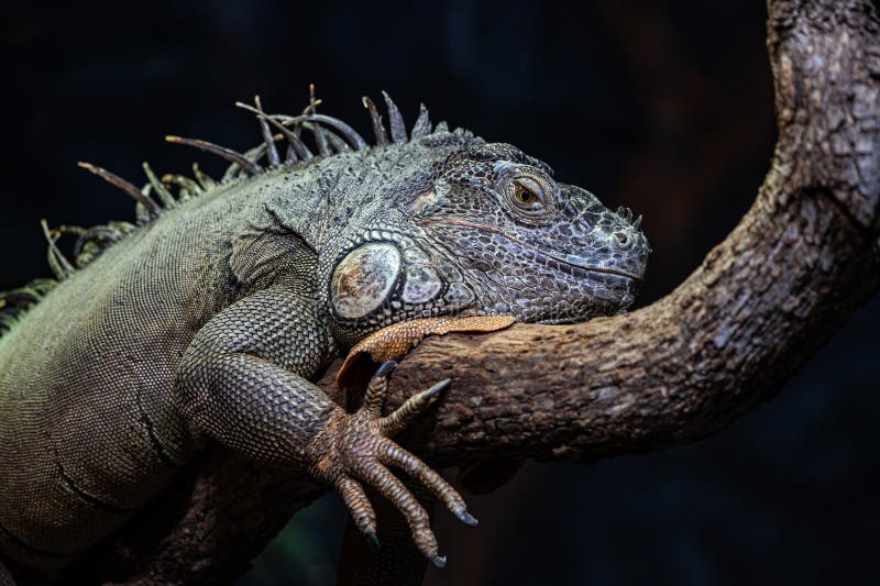 Lizzard res in a zoo stock photo. Image of water, color - 306810414